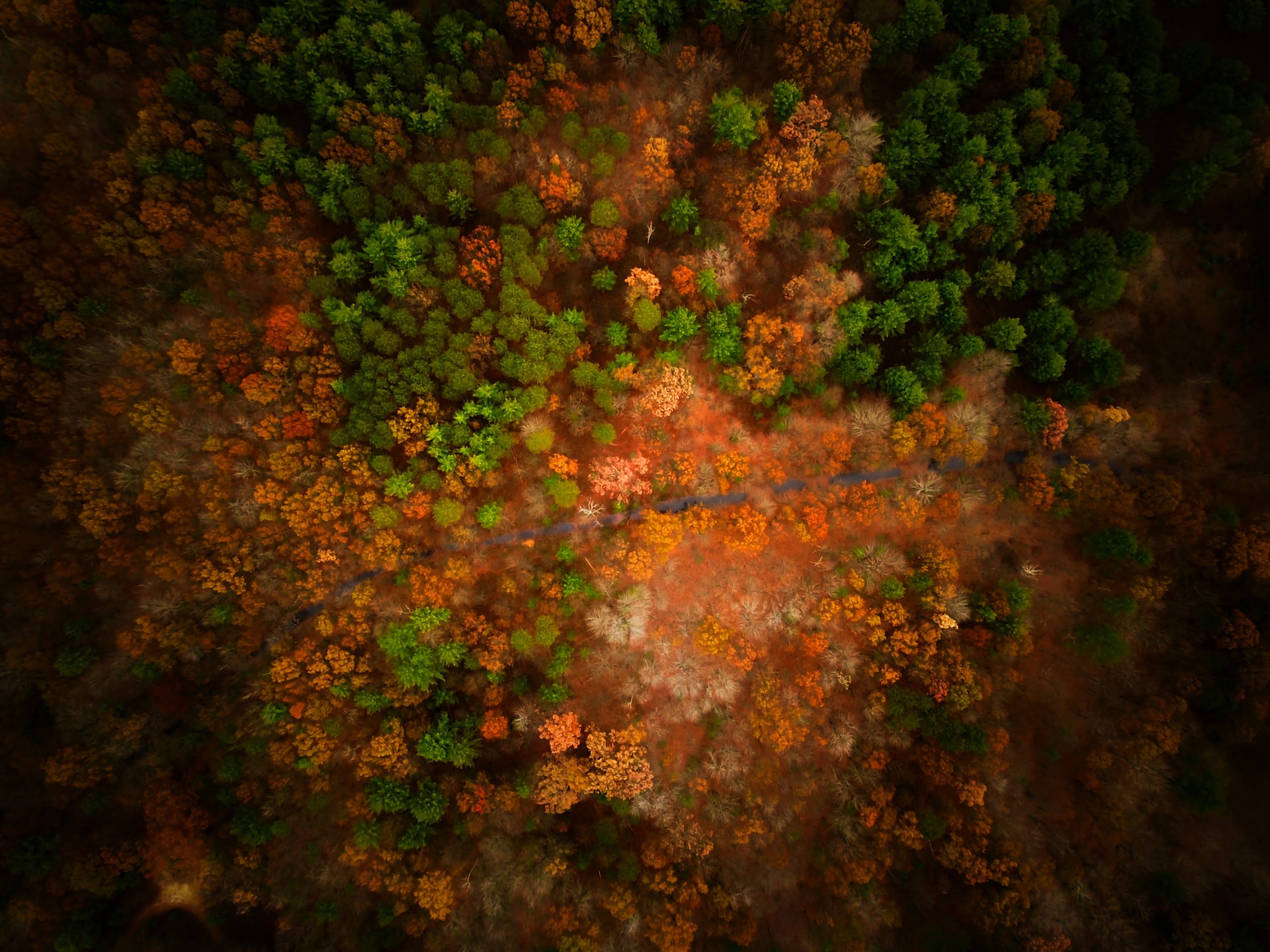 Fall Colors - ArtsEngine